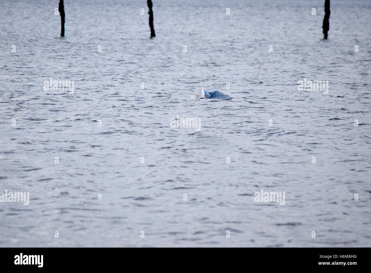 Little worms hi-res stock photography and images - Alamy