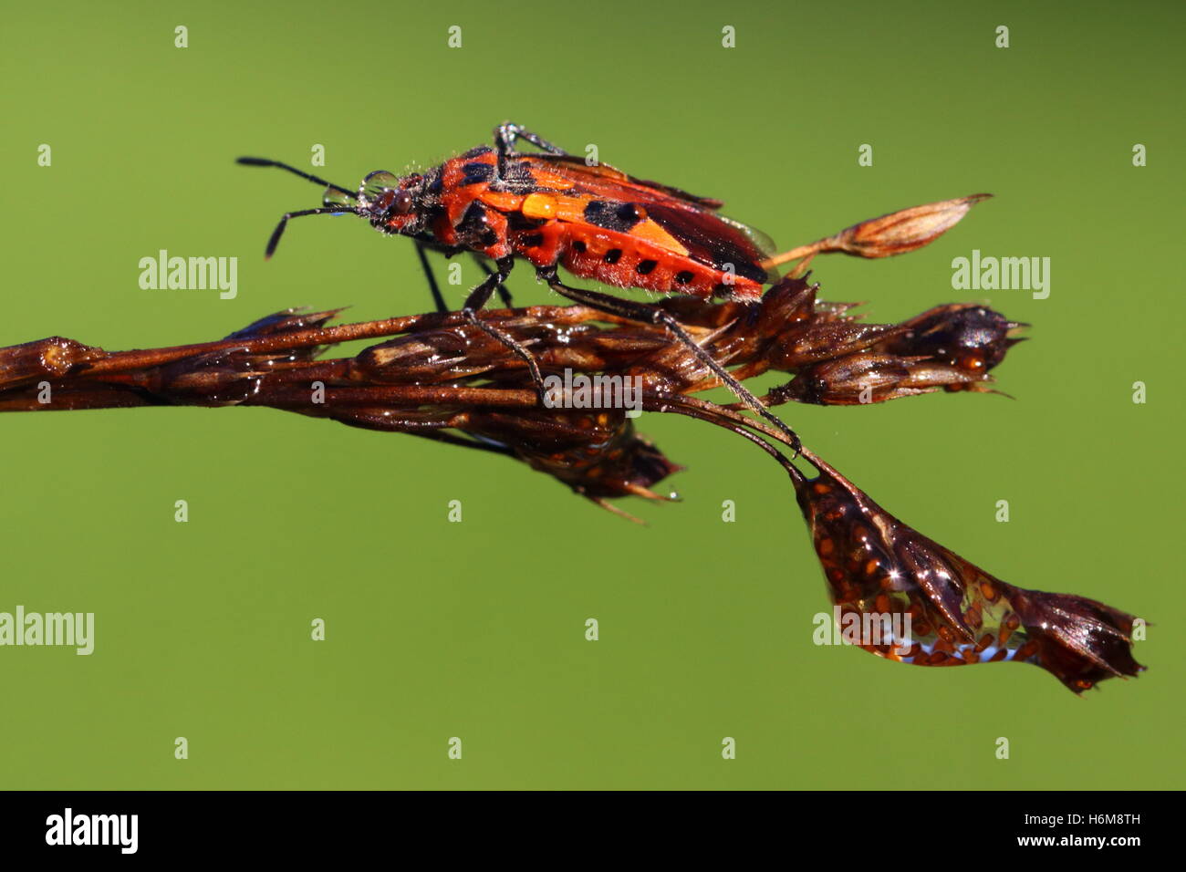 Corizus hyoscyami bug hi-res stock photography and images - Alamy