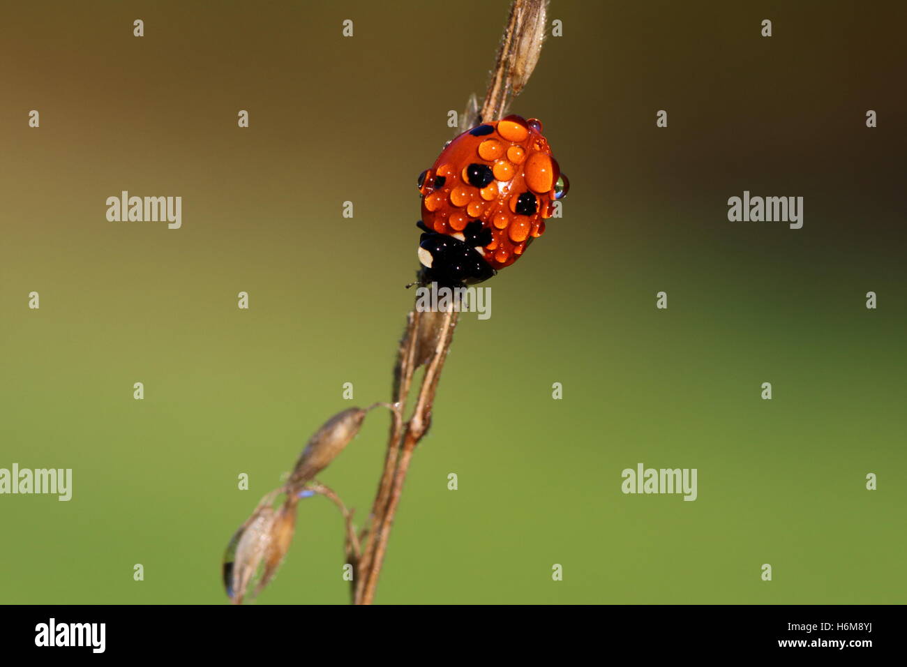 Ladybird autumn uk hi-res stock photography and images - Alamy
