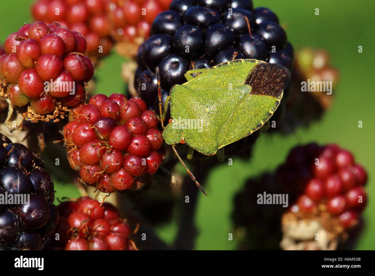 Green shieldbug uk hi-res stock photography and images - Alamy