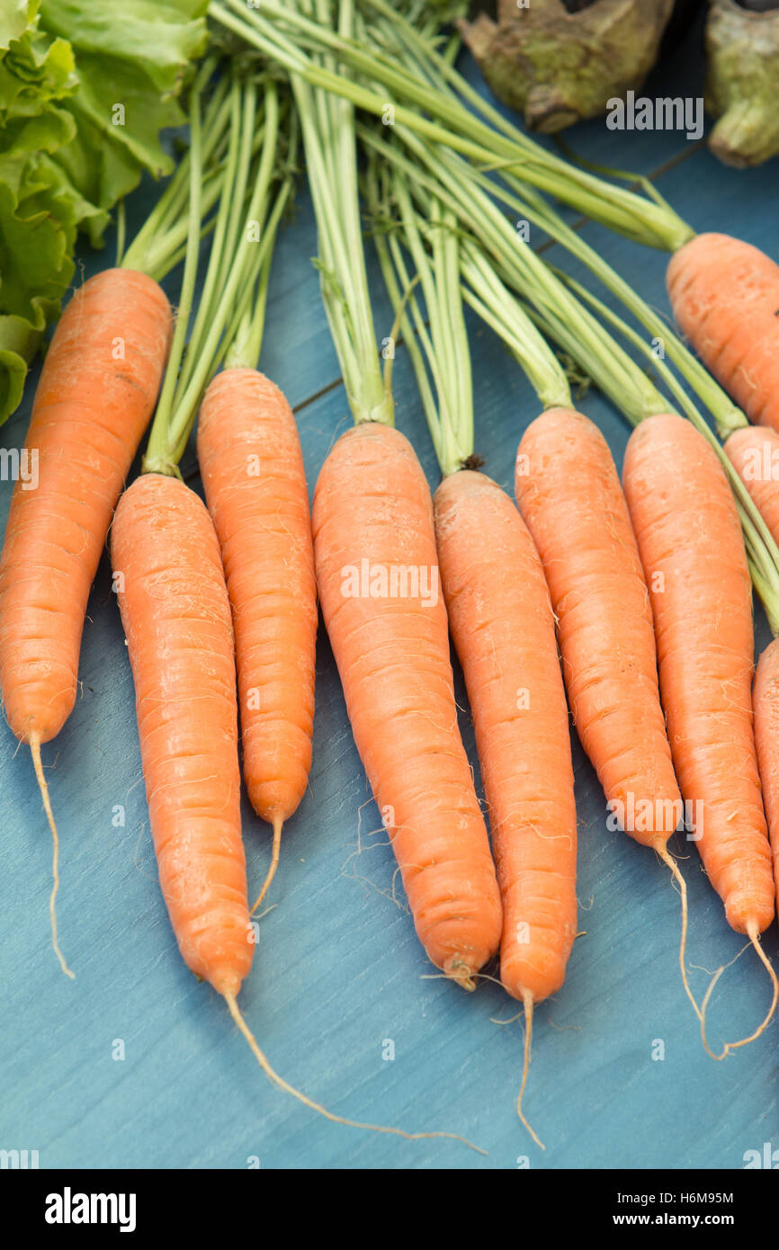 Bunch of fresh carrots with green leaves over blue wooden background ...