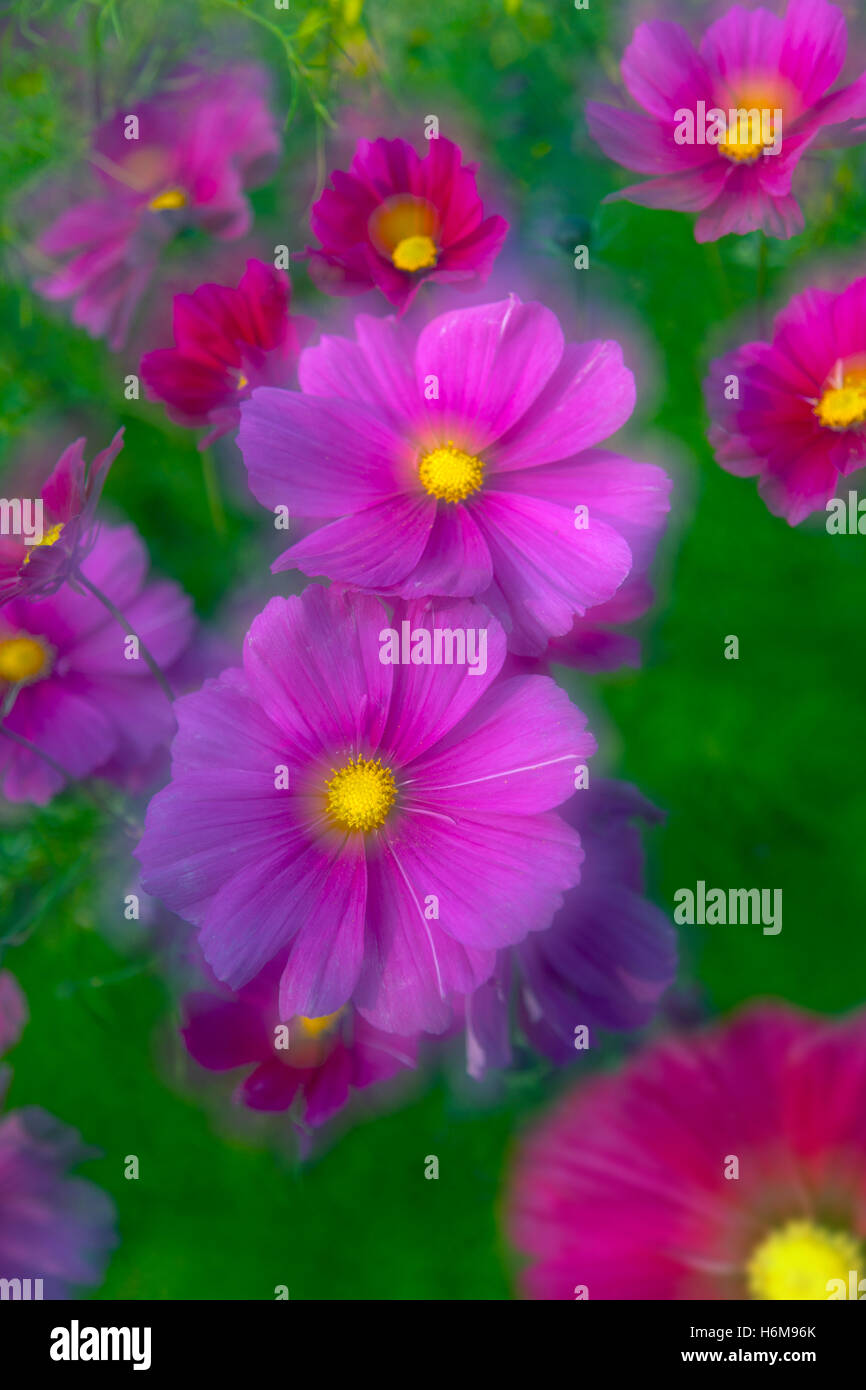 soft focus Cosmos (Cosmos bipinnatus) in flower border Stock Photo - Alamy