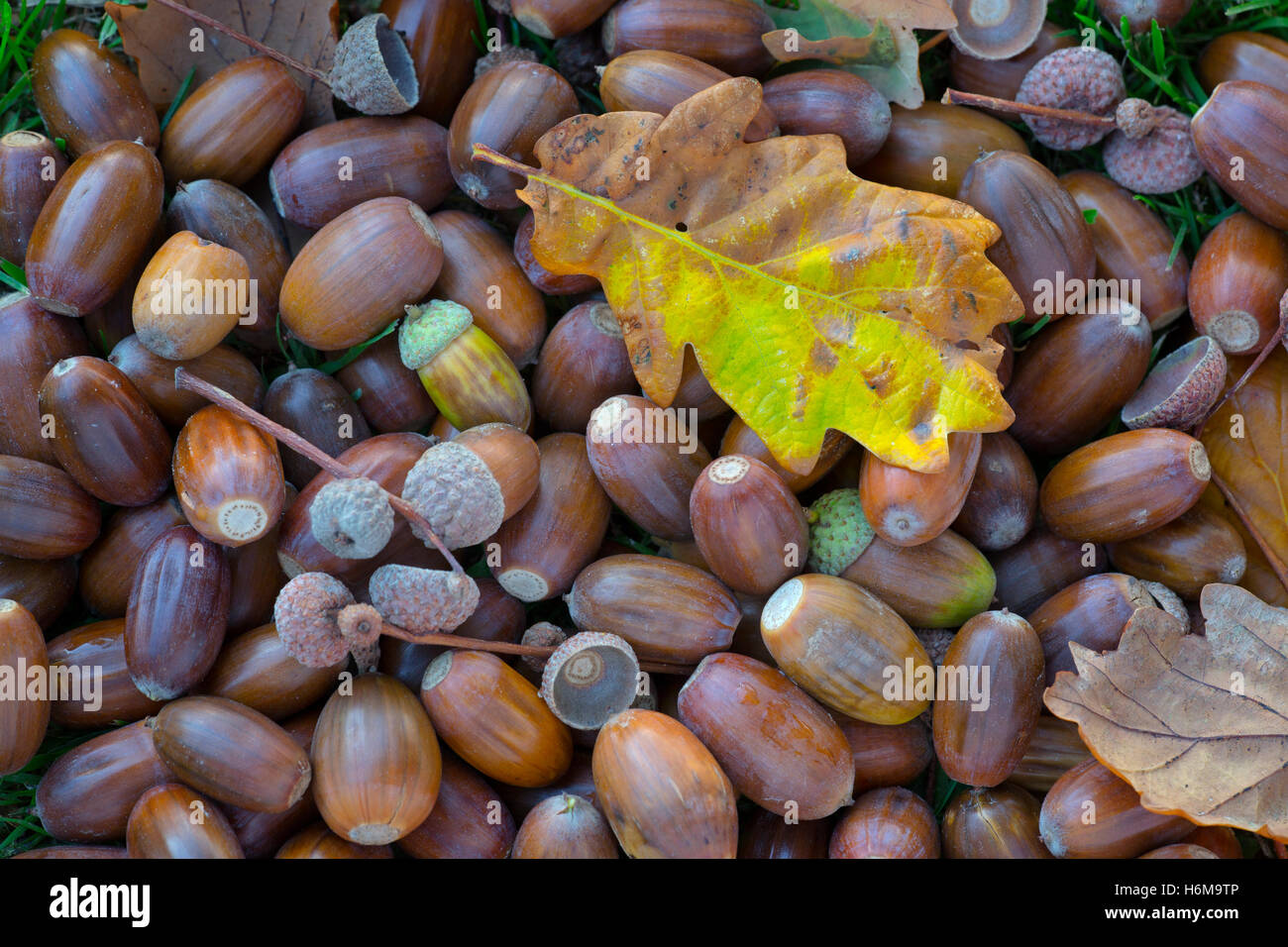 Commonest british native tree hi-res stock photography and images - Alamy