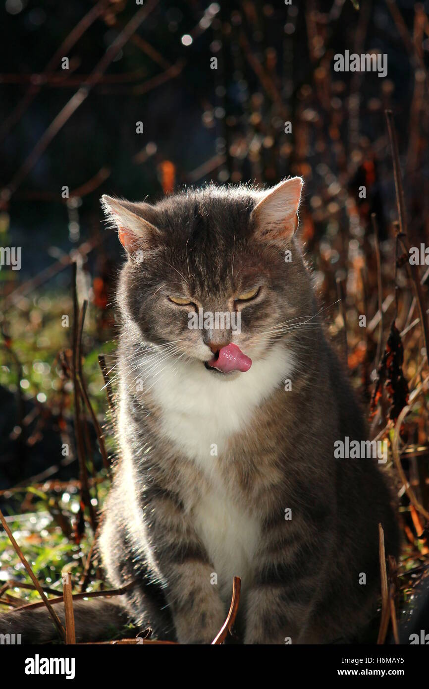 Hungry cat hi-res stock photography and images - Alamy