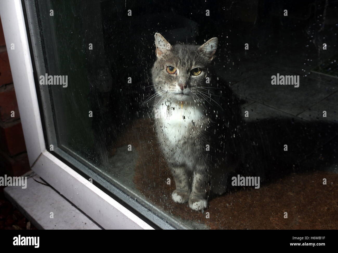 Cat Standing Looking Out Window