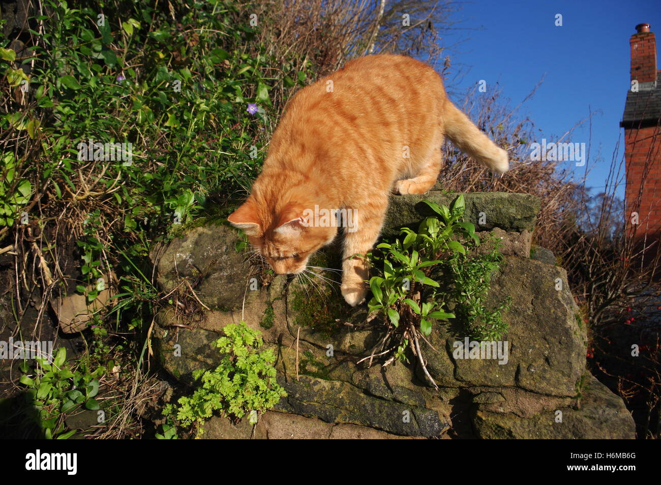 Hunting stone hi-res stock photography and images - Alamy