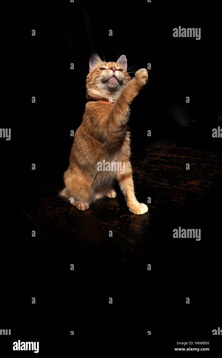 Bossy hi-res stock photography and images - Alamy