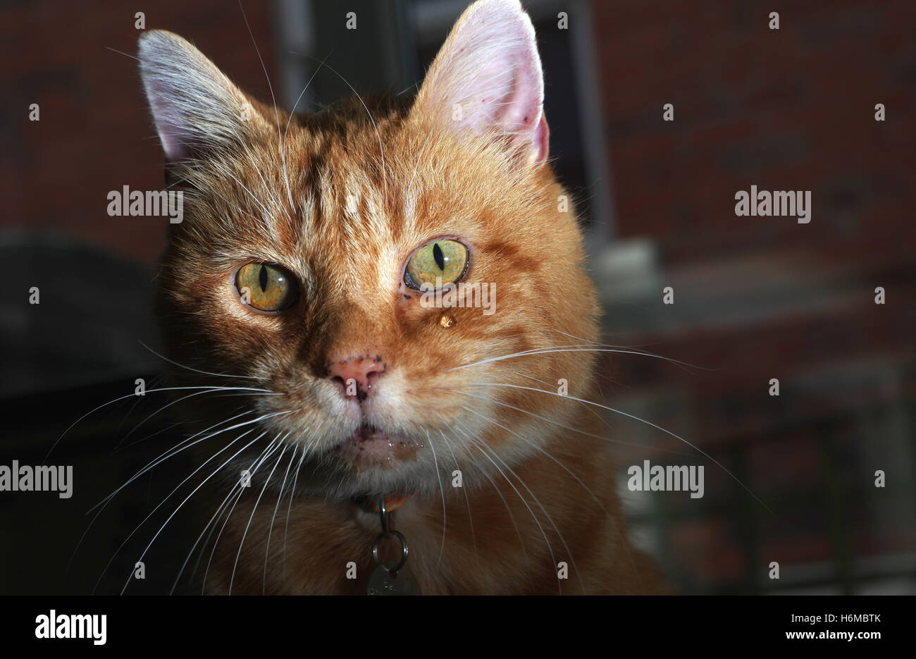 Cat cry hi-res stock photography and images - Alamy