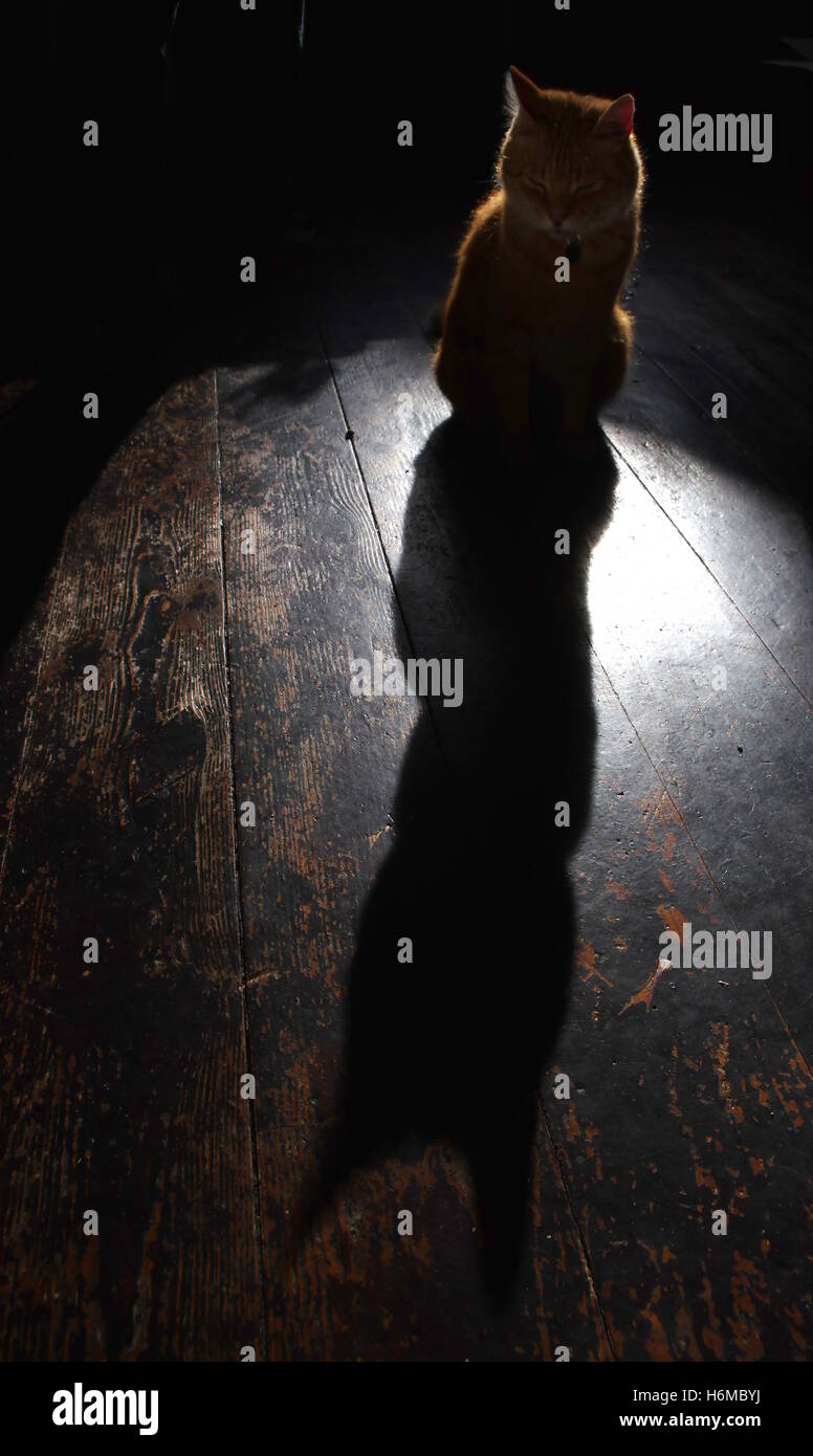 The cat signal Stock Photo - Alamy