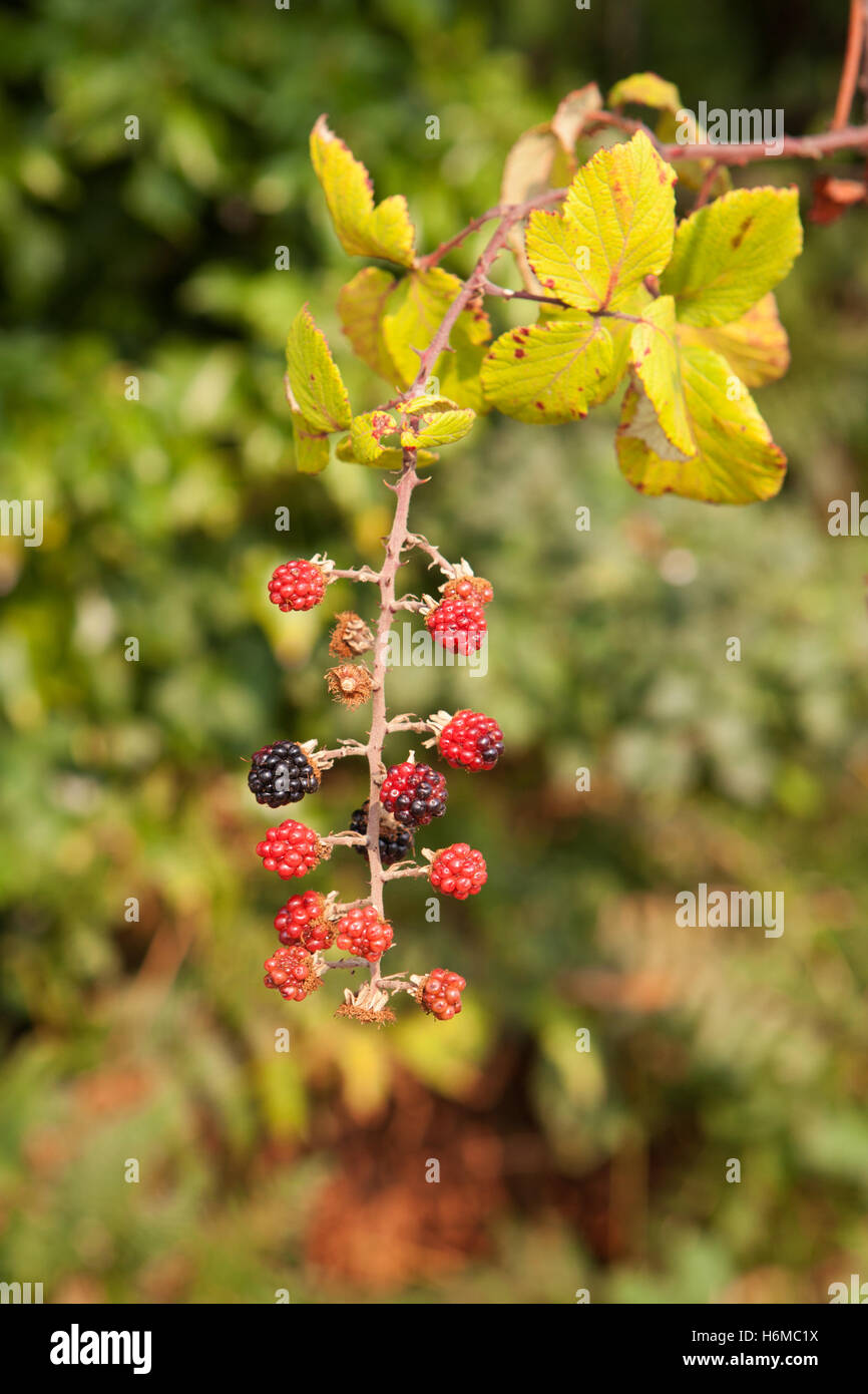 Plant full of red and black blackberries Stock Photo - Alamy