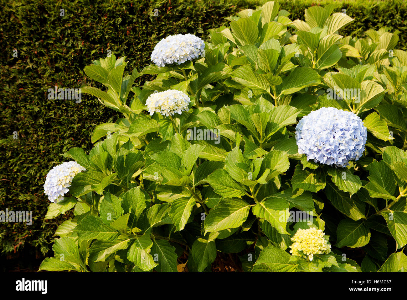 Big hydrangea plant with flowers Stock Photo - Alamy