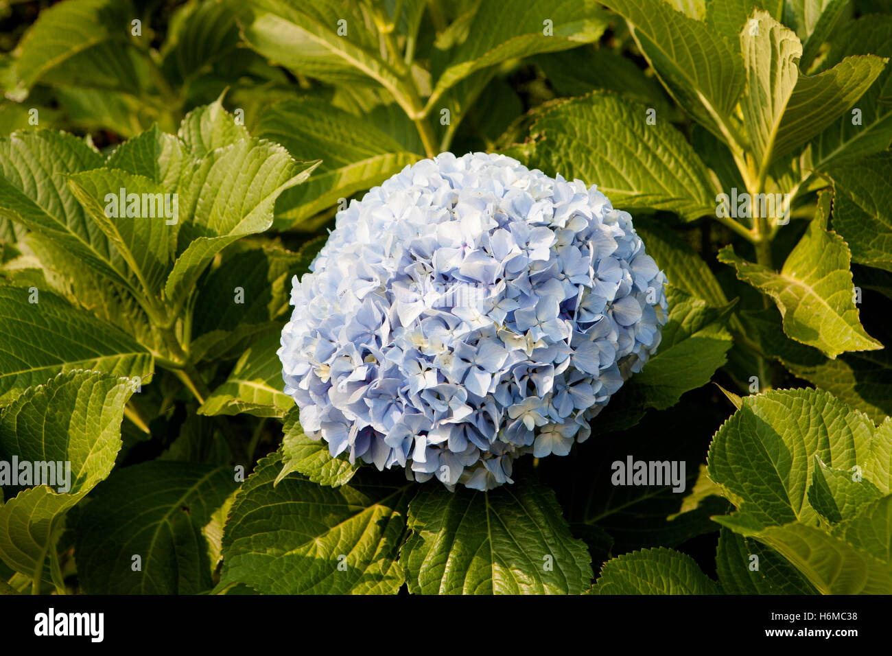 Big hydrangea plant with blue flower Stock Photo - Alamy
