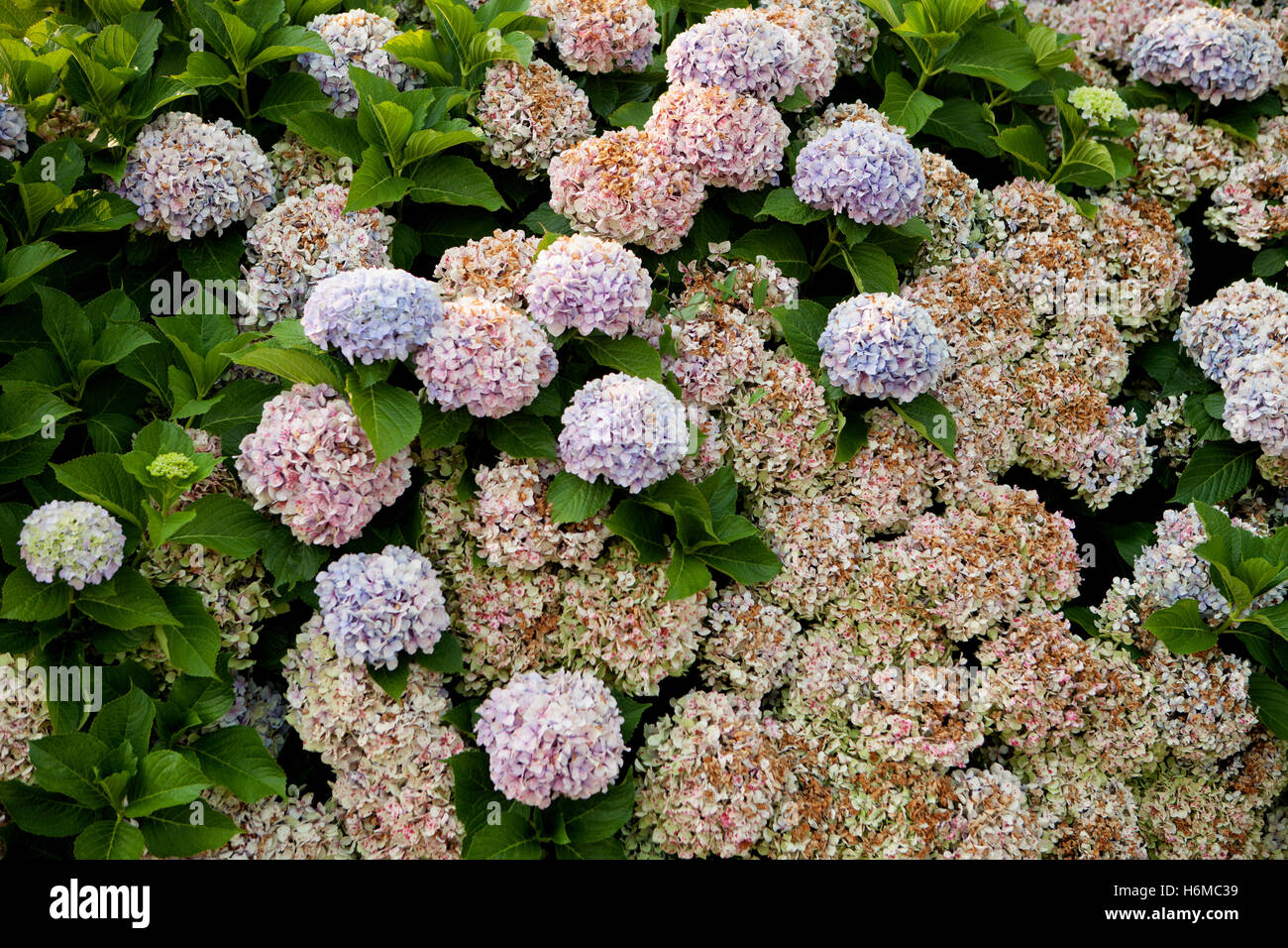 Big hydrangea plant with many flowers Stock Photo - Alamy