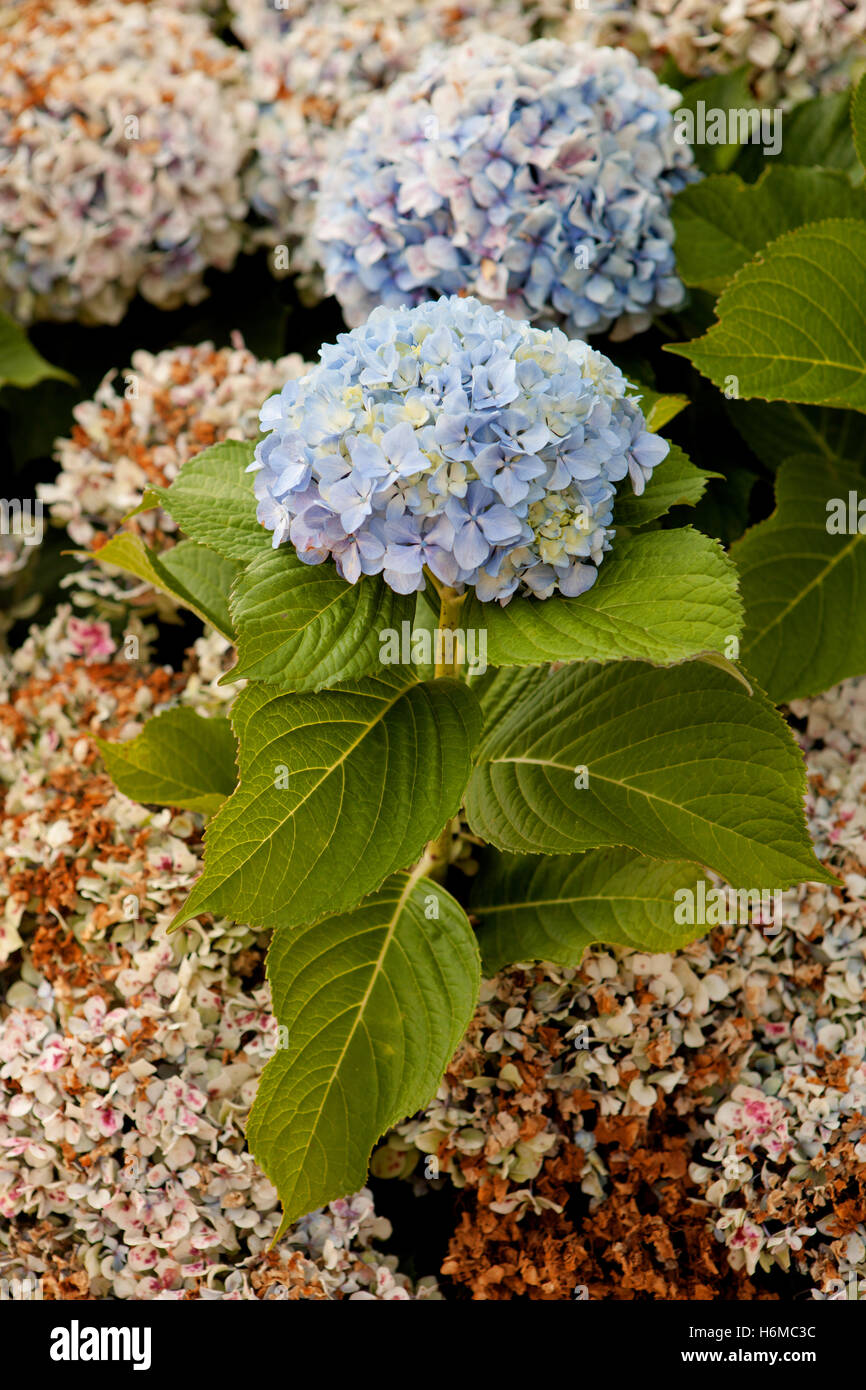Big hydrangea plant with many flowers Stock Photo - Alamy