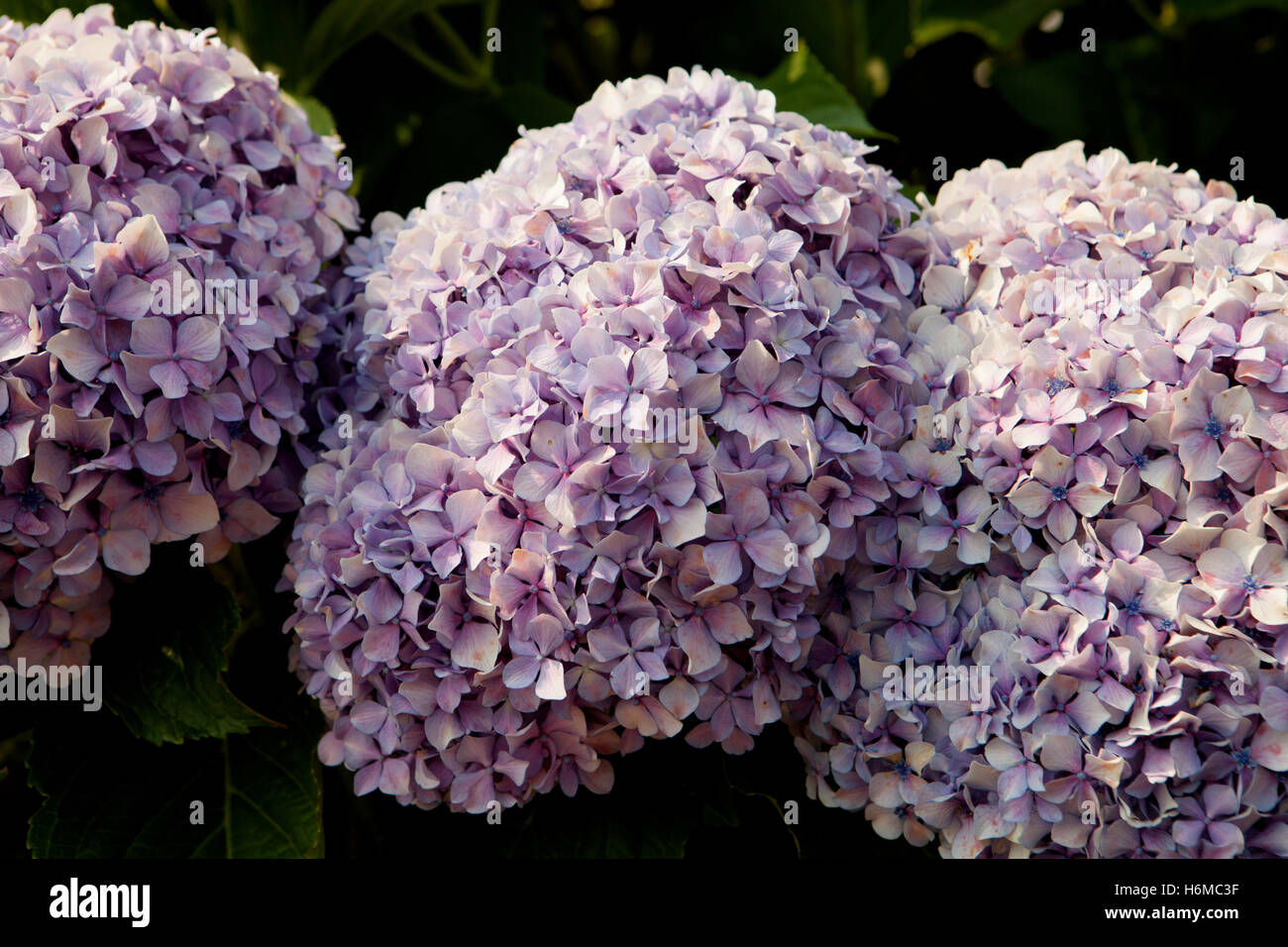 Big hydrangea plant with many flowers Stock Photo - Alamy
