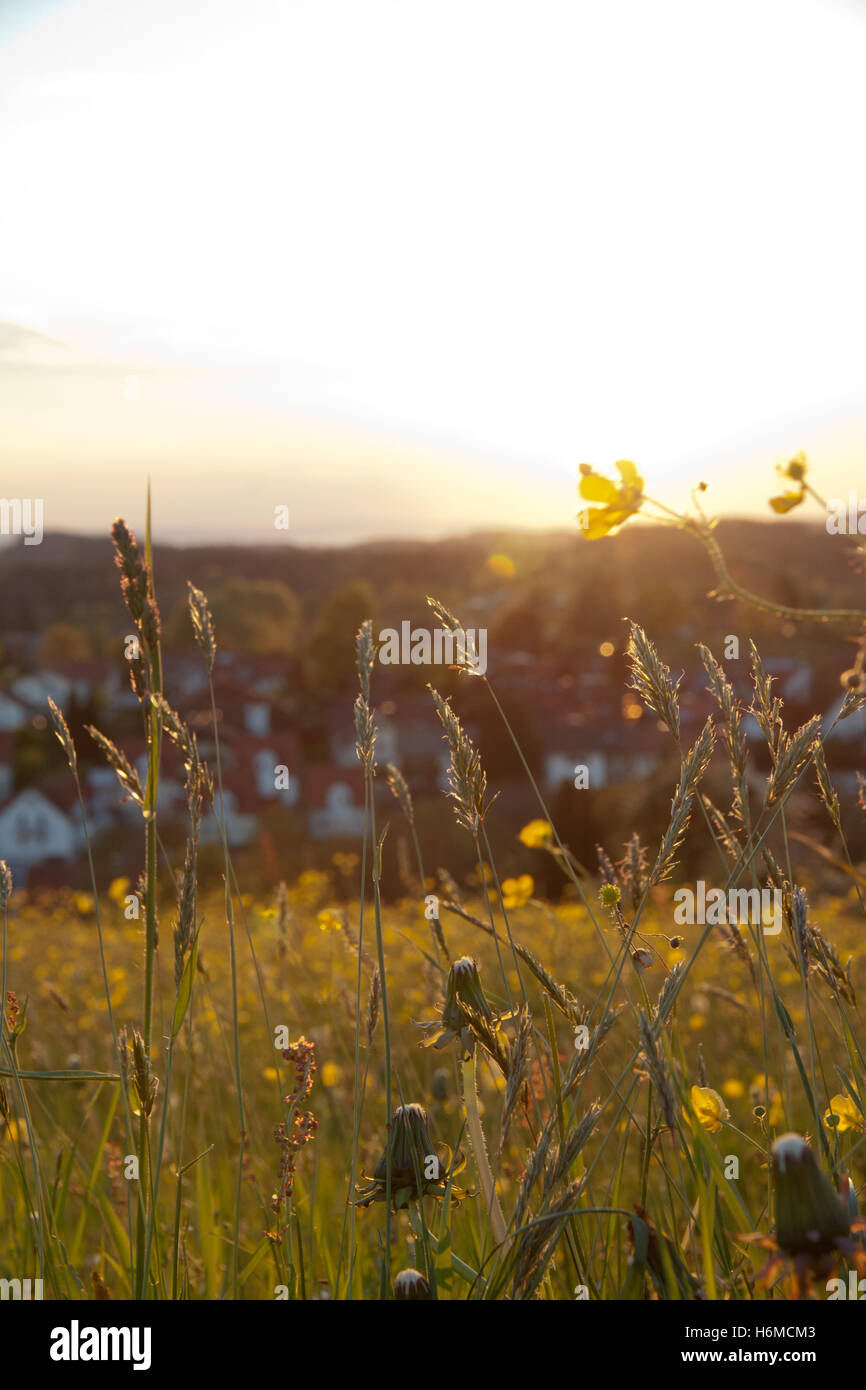 Flowers at sunrise Stock Photo - Alamy