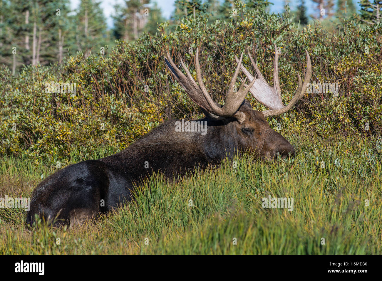 Bull Moose (Alces alces) foraging for food, eating shrubs, Indian Peaks ...