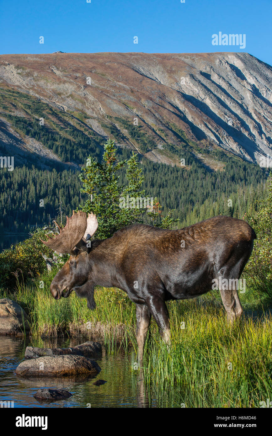 Bull Moose (Alces alces) foraging for food in pond, Indian Peaks ...