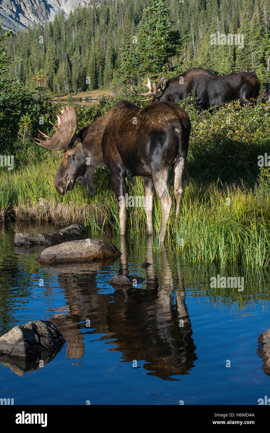 Bull Moose (Alces alces) foraging for food in pond, Indian Peaks ...