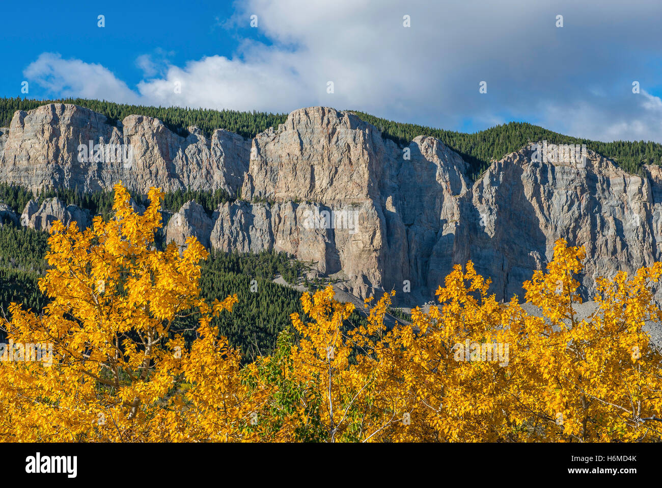 Aspen trees (Populus species) in autumn color, Glacier National Park ...