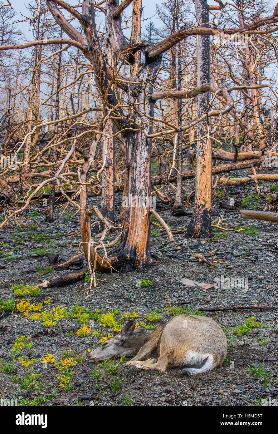 Mule Deer doe (Odocoileus hemionus) in burned forest remnants, Reynolds ...