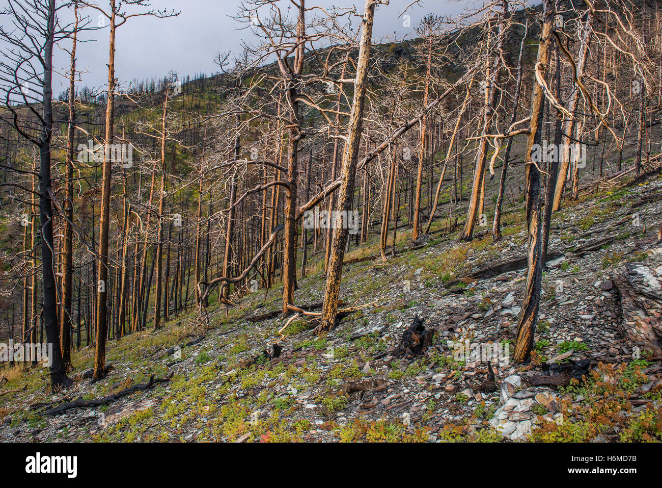 Burned forest remnants, Reynolds Creek fire, September, 2016, Glacier ...