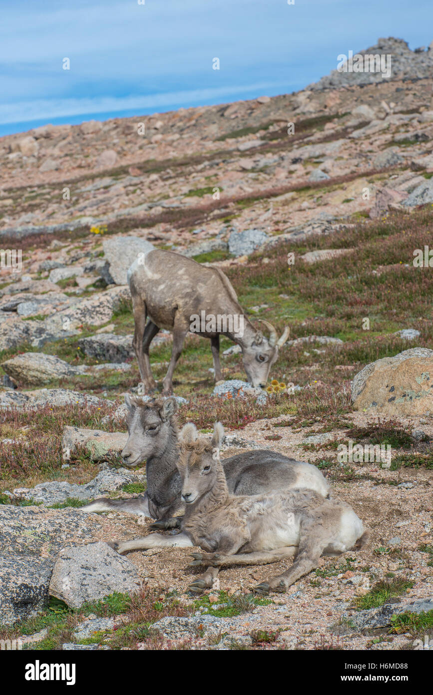 Bighorn Sheep (Ovis canadensis) Ewe eating alpine plants, and lambs ...