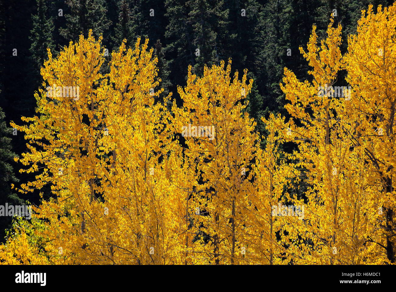Aspen trees (Populus species) in autumn color, Glacier National Park ...