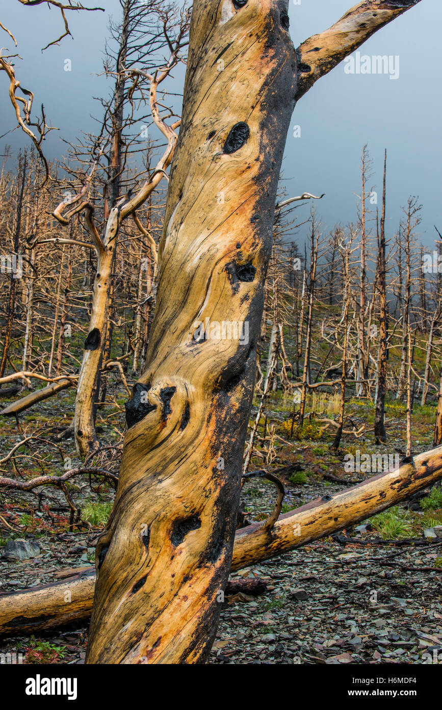 Burned forest remnants, Reynolds Creek fire, September, 2016, Glacier ...