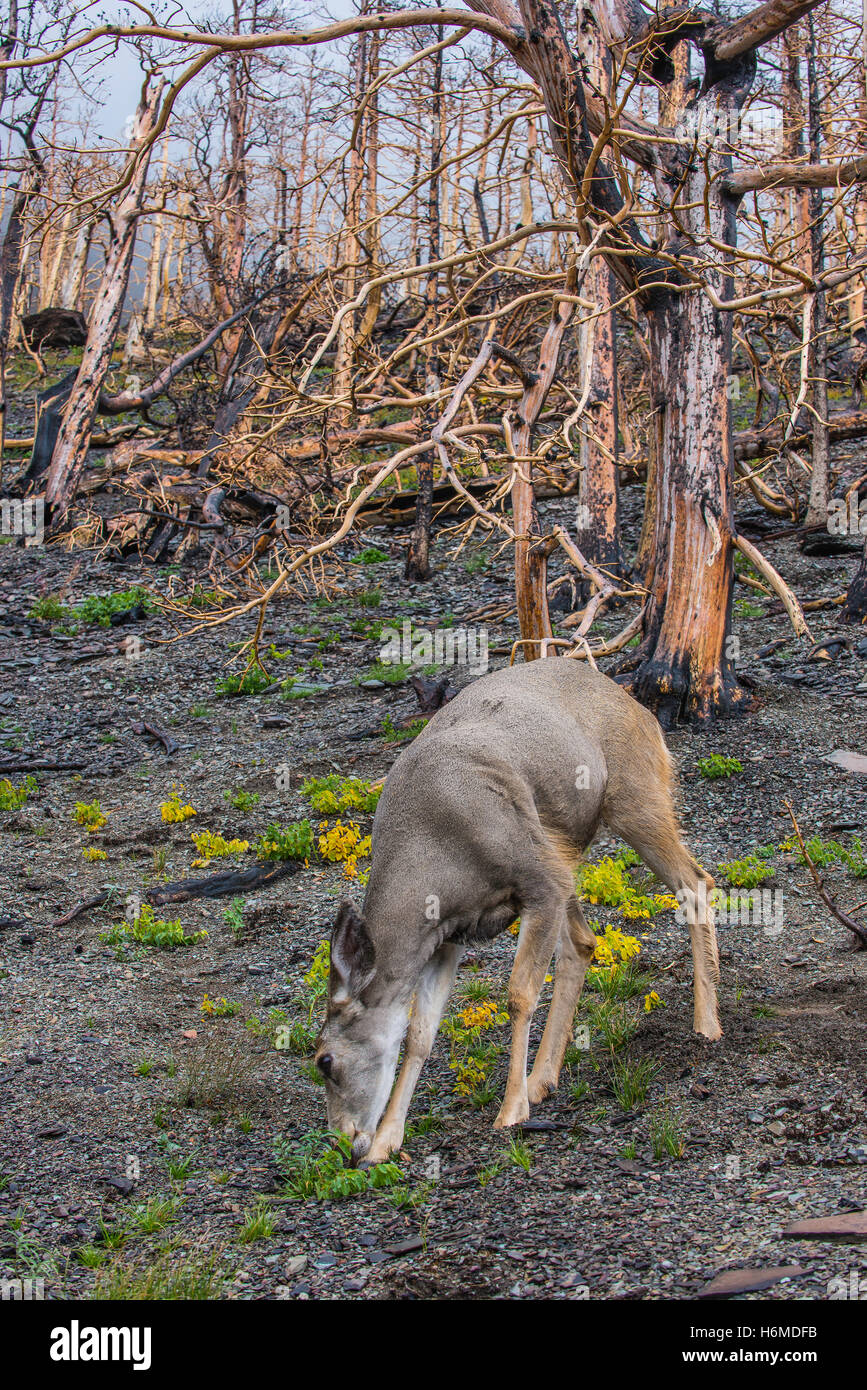 Mule Deer doe (Odocoileus hemionus) in burned forest remnants, Reynolds ...