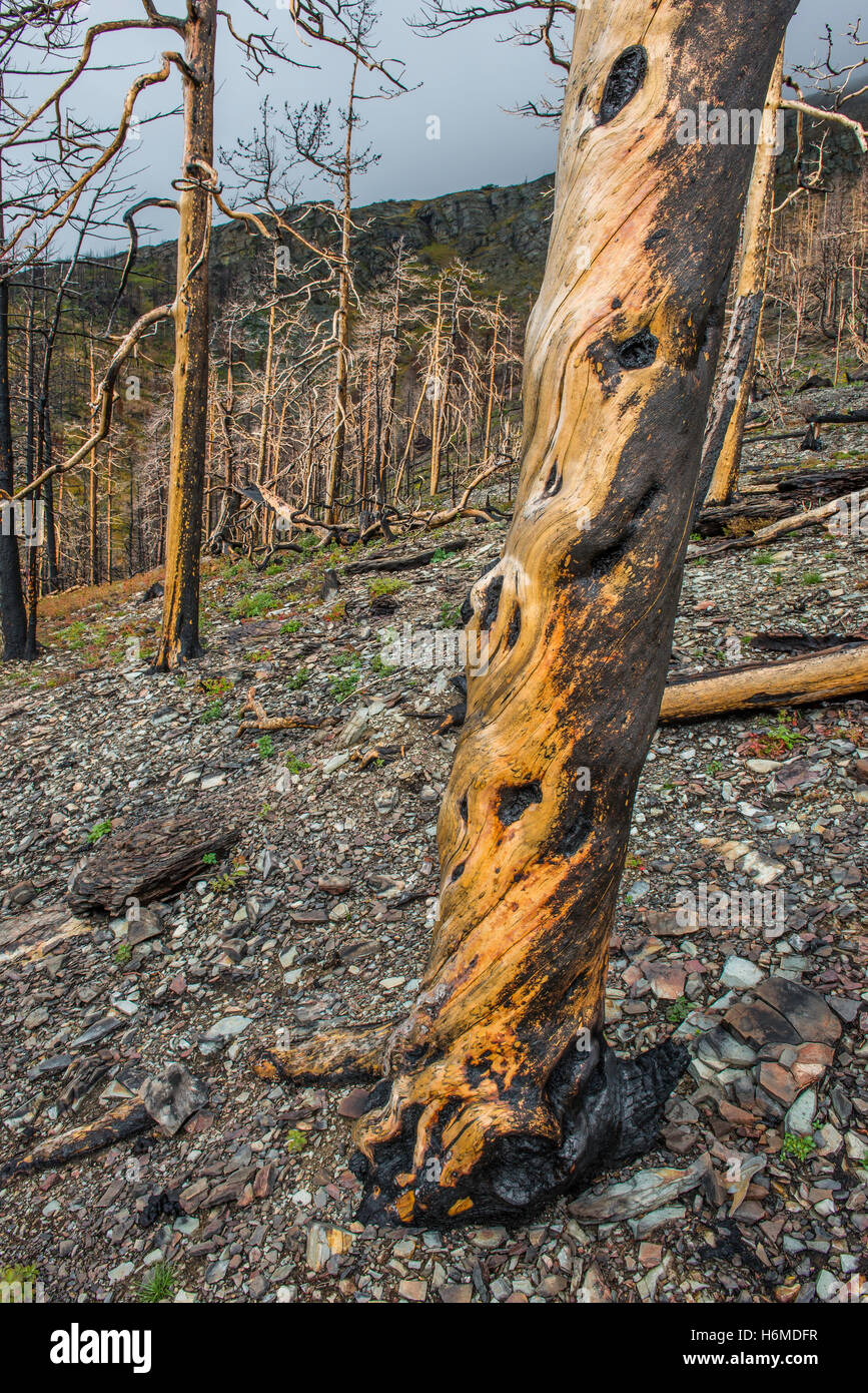 Burned forest remnants, Reynolds Creek fire, September, 2016, Glacier ...