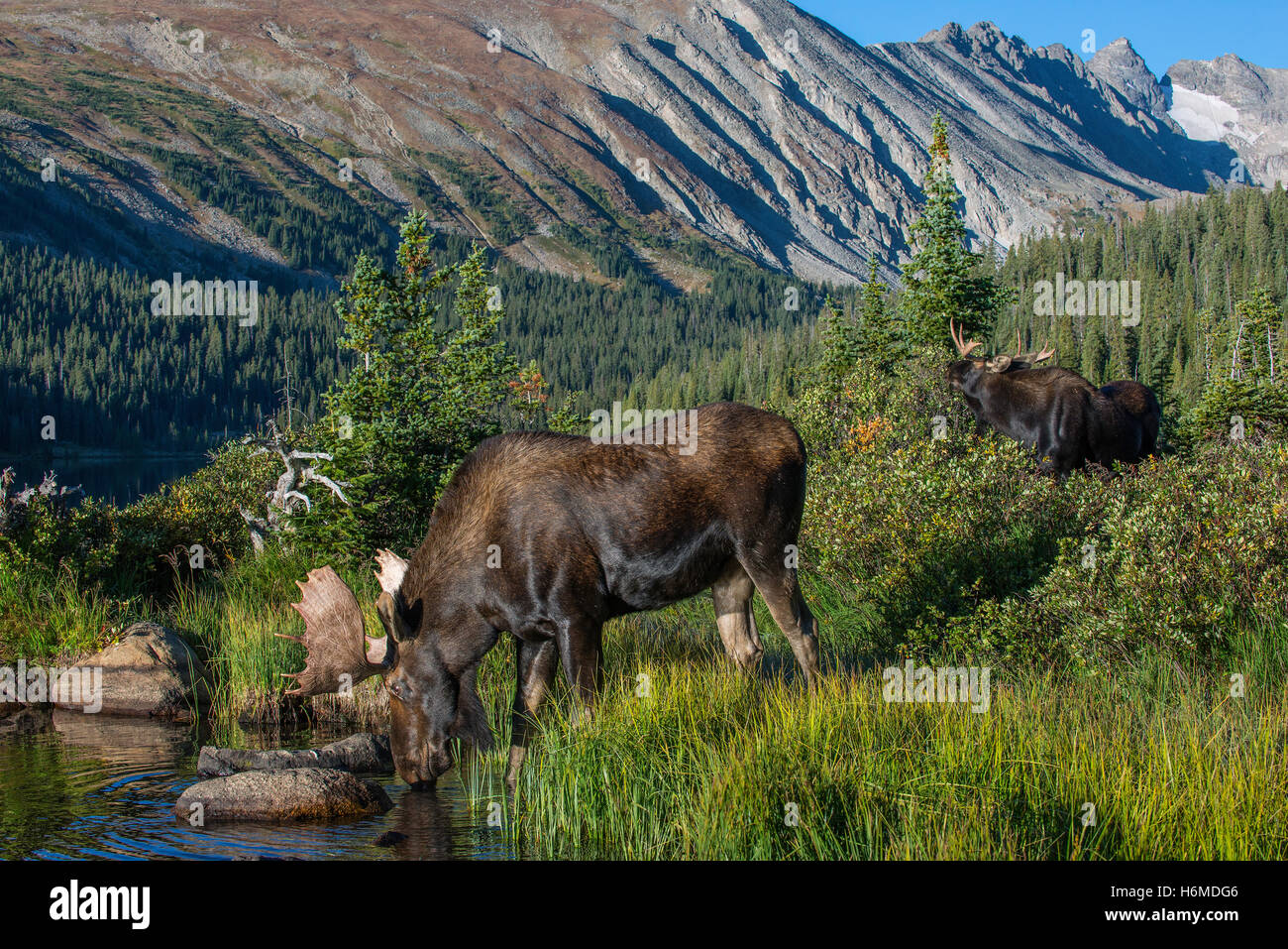 Bull moose foraging on hi-res stock photography and images - Alamy