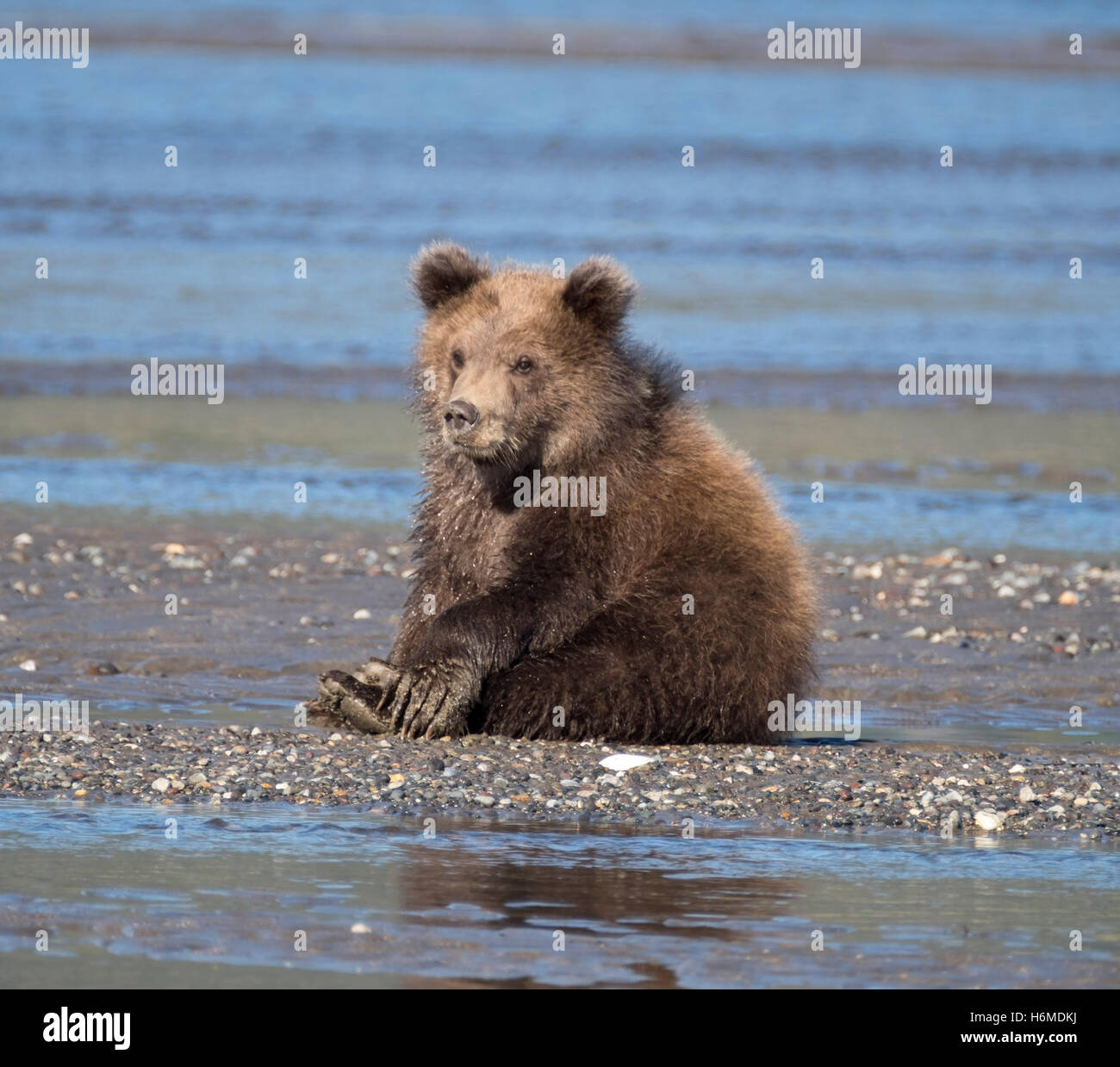 Coastal Brown Bear cub sitting on the beach in Lake Clark National ...
