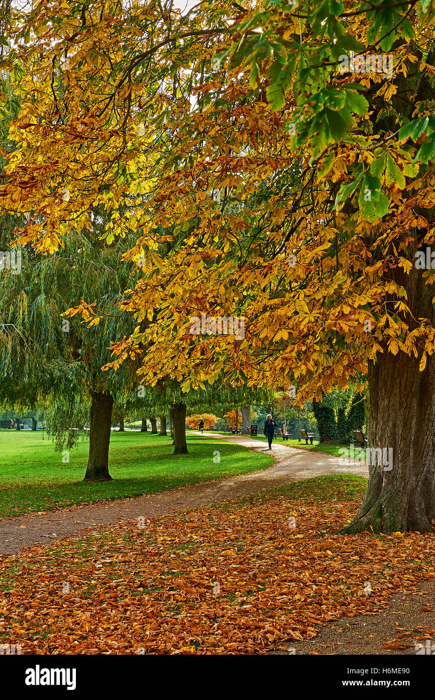 Autumn trees uk hi-res stock photography and images - Alamy