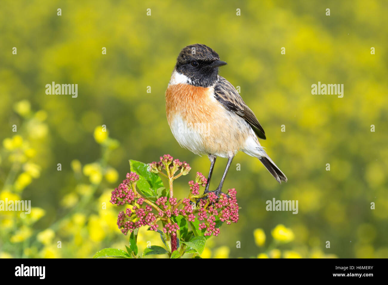 Beautiful wild bird perched on a branch in nature Stock Photo - Alamy