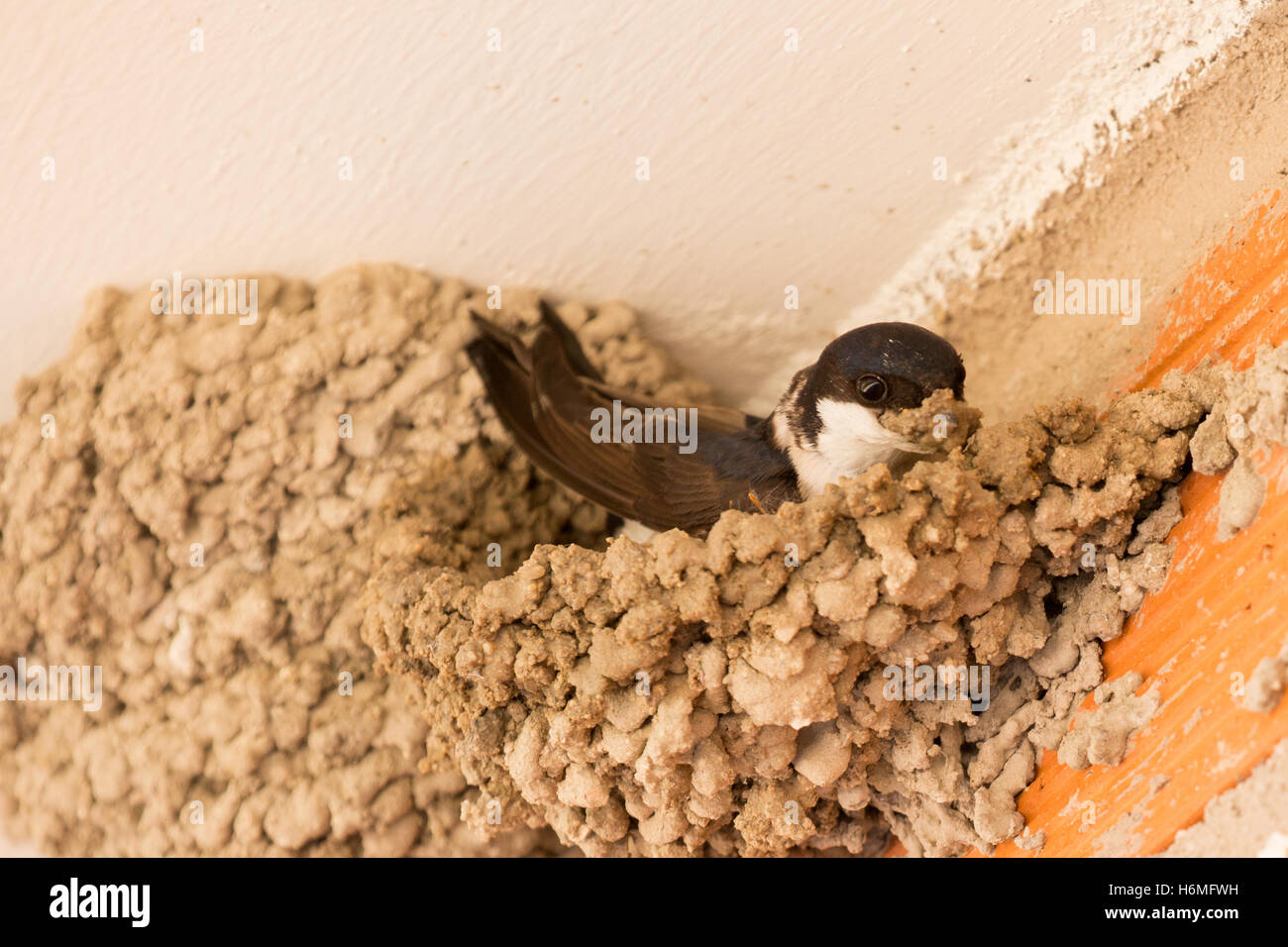 Small urban bird building its nest in the wall of a building Stock ...