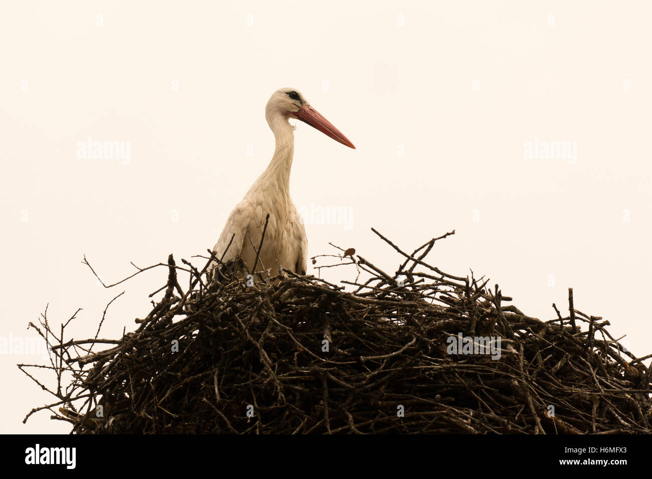 Elegant stork with its nest on an oak Stock Photo - Alamy