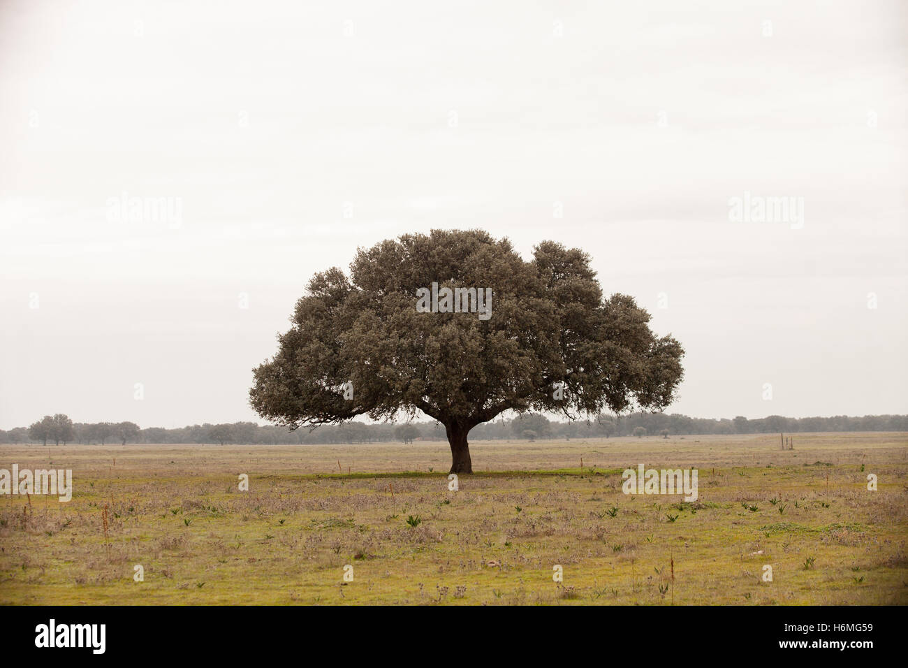 Mediterranean forest holm oak hi-res stock photography and images - Alamy
