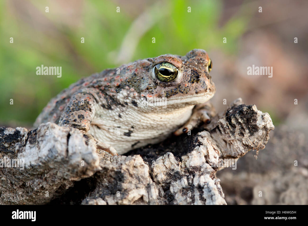 Serious frog hi-res stock photography and images - Alamy