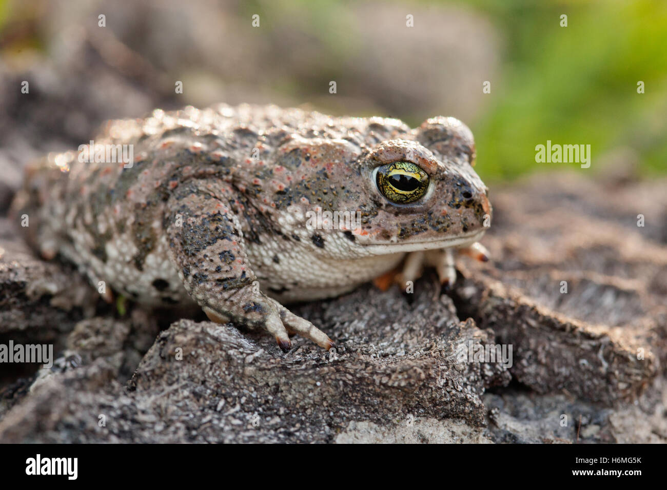 Frog with bulging green eyes in nature Stock Photo - Alamy