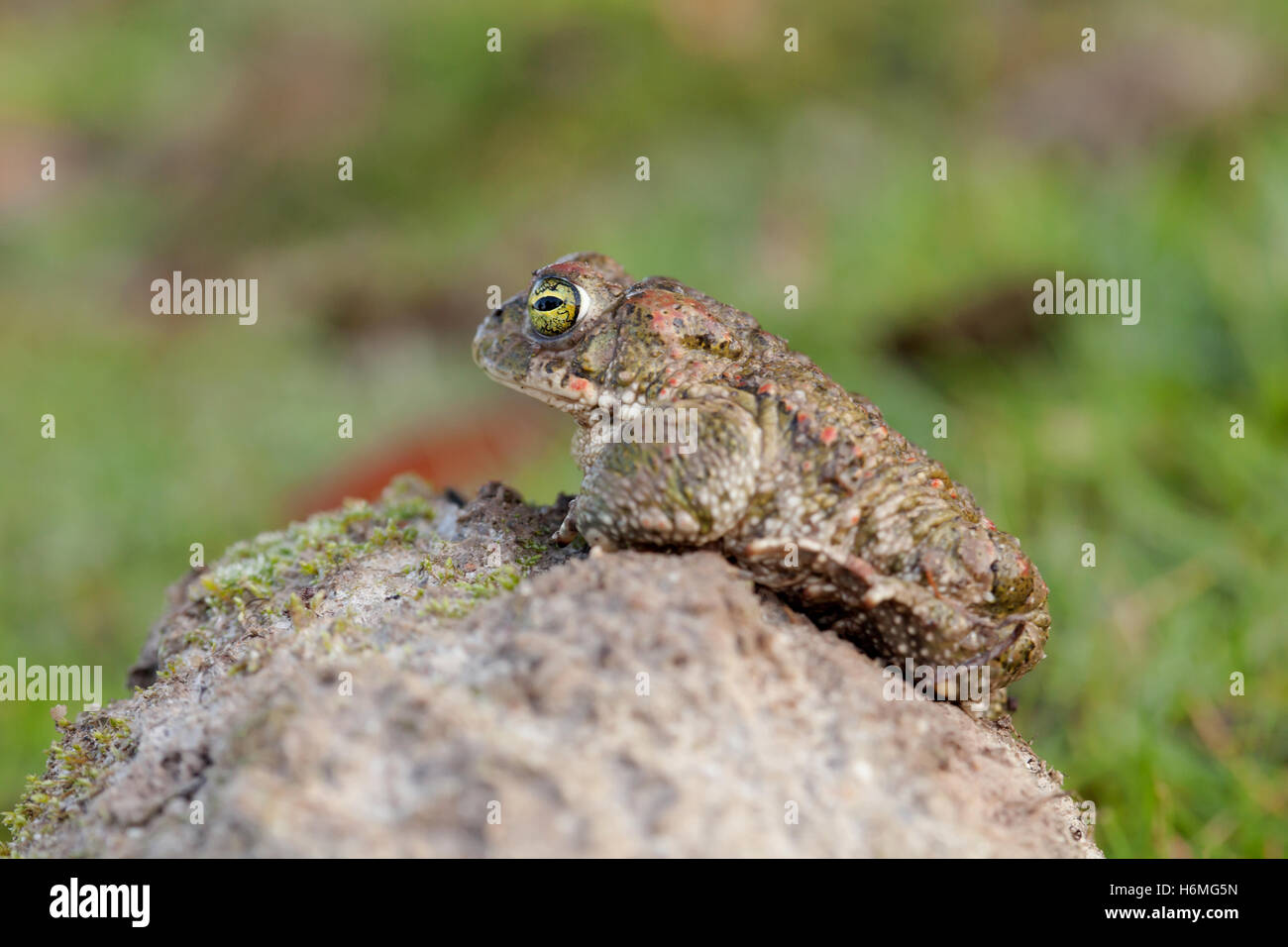 Frog with bulging green eyes in nature Stock Photo - Alamy