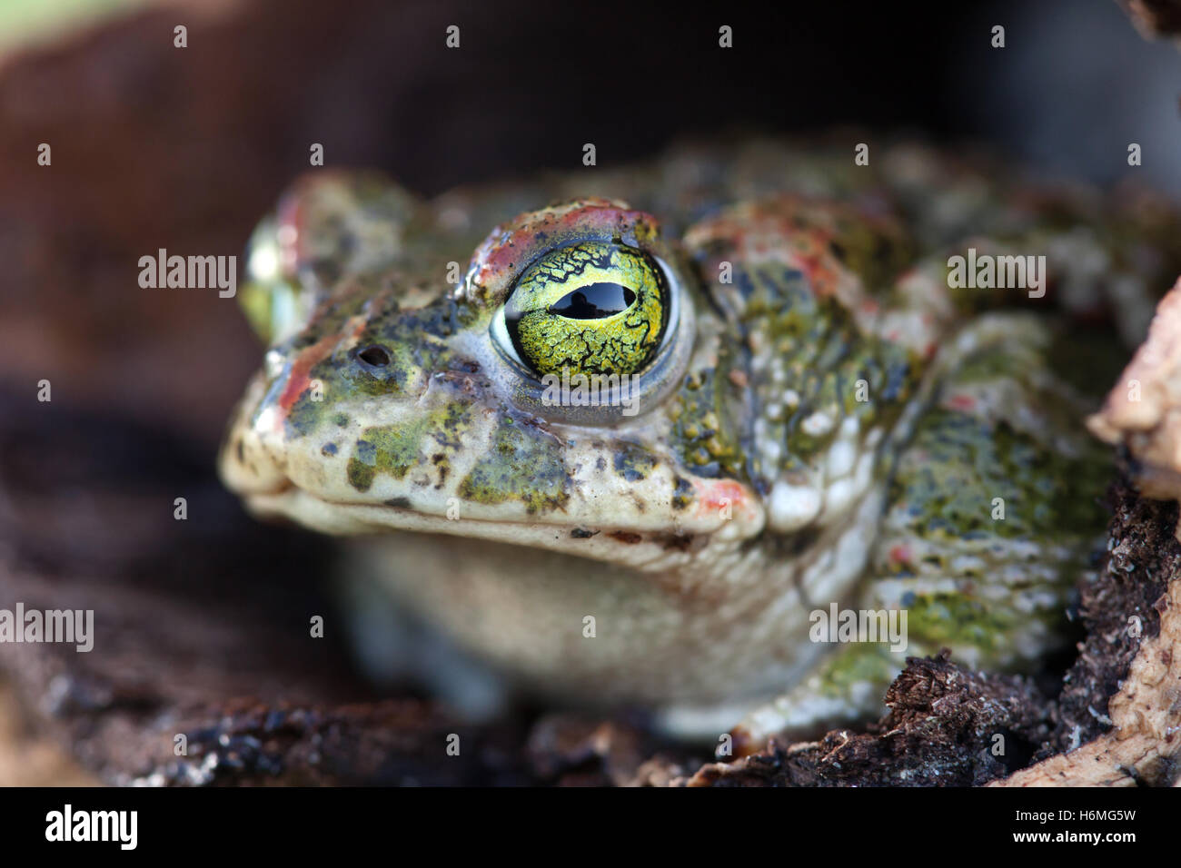 Frog with bulging green eyes in nature Stock Photo - Alamy