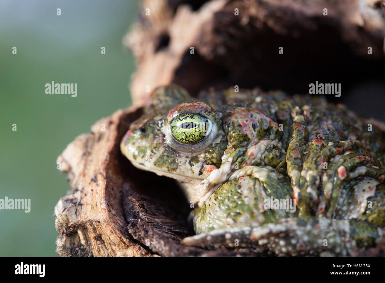 Frog with bulging green eyes in nature Stock Photo - Alamy