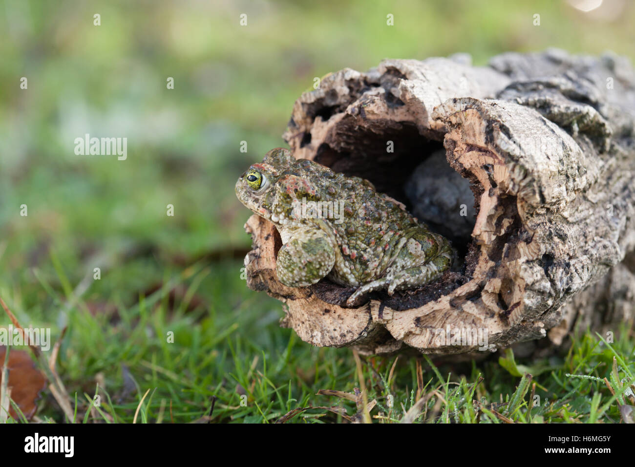 Frog with bulging green eyes in nature Stock Photo - Alamy