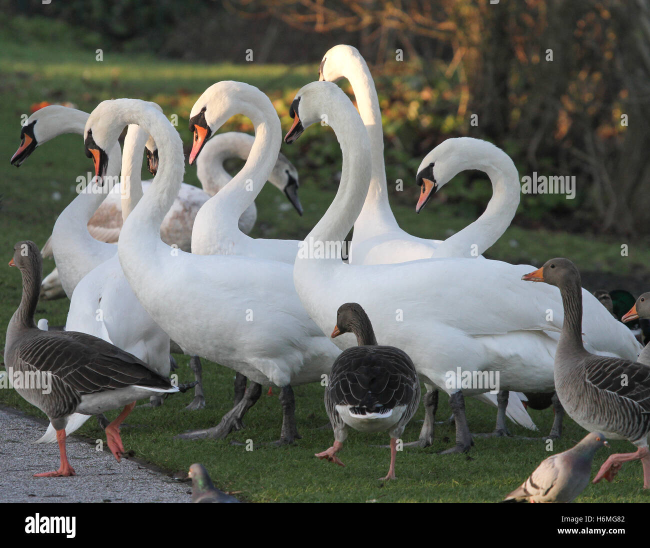 Swans and greylag geese in public park hi-res stock photography and ...