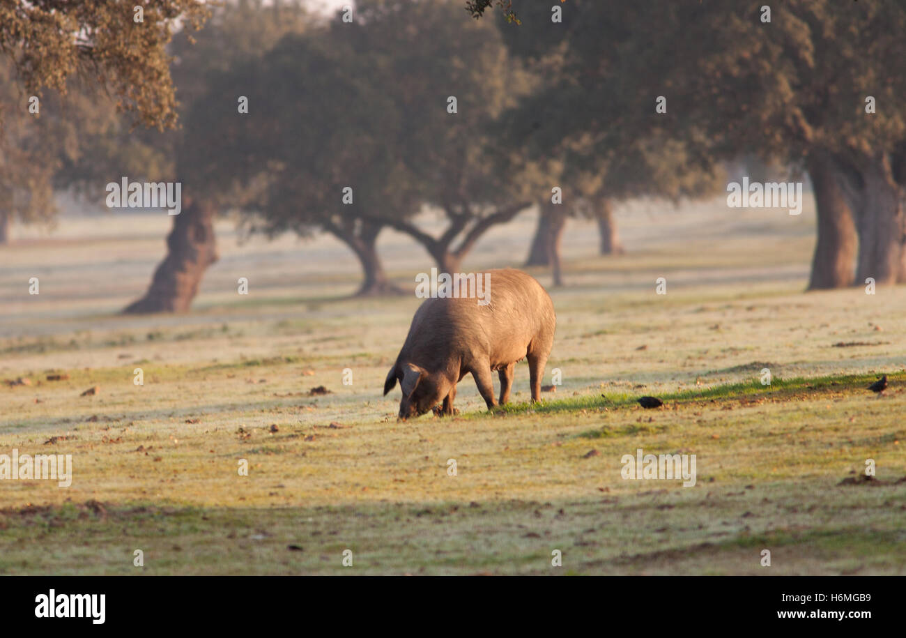 Iberian pig eating acorns in the meadow Stock Photo - Alamy