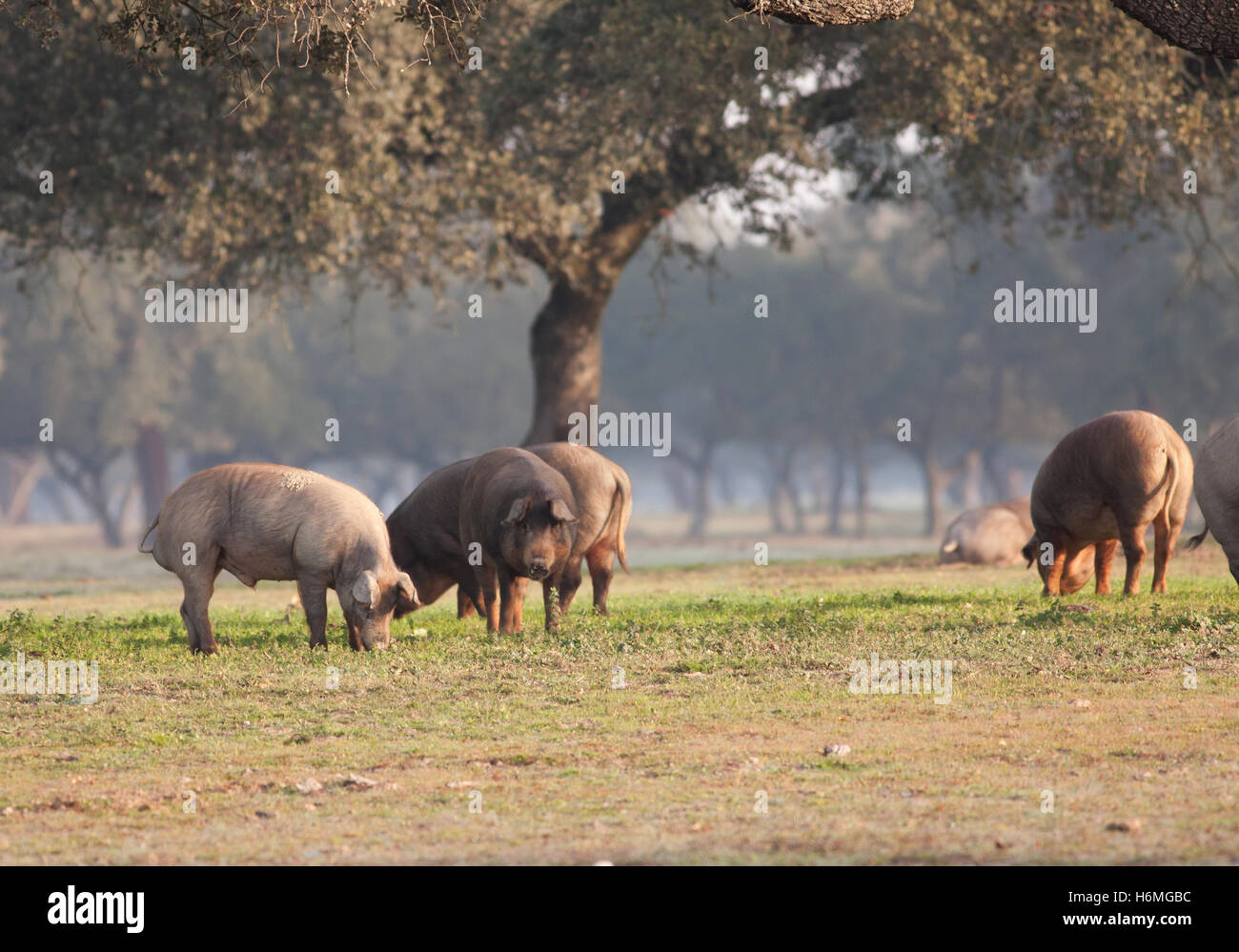 Iberian pig eating acorns in the meadow Stock Photo - Alamy
