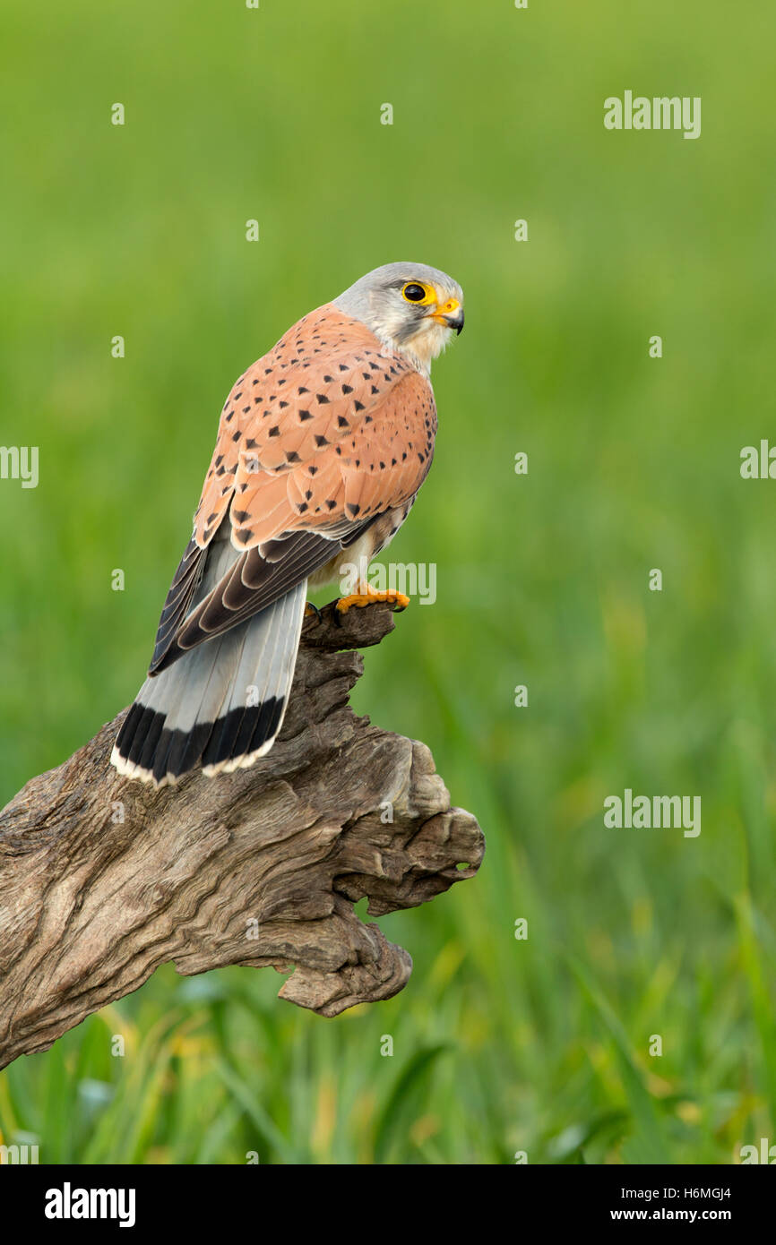 Pre predator hi-res stock photography and images - Alamy