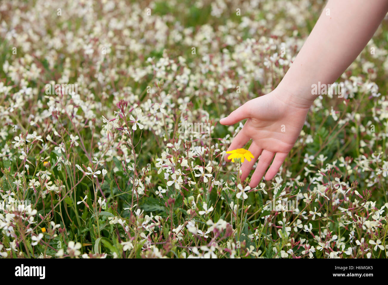 Hand picking a yellow flower in the nature Stock Photo - Alamy