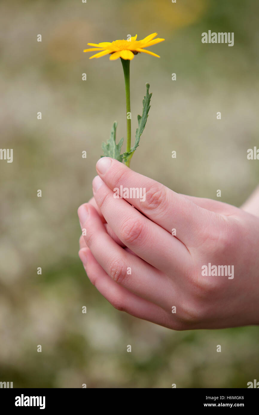 Hand picking a yellow flower in the nature Stock Photo - Alamy